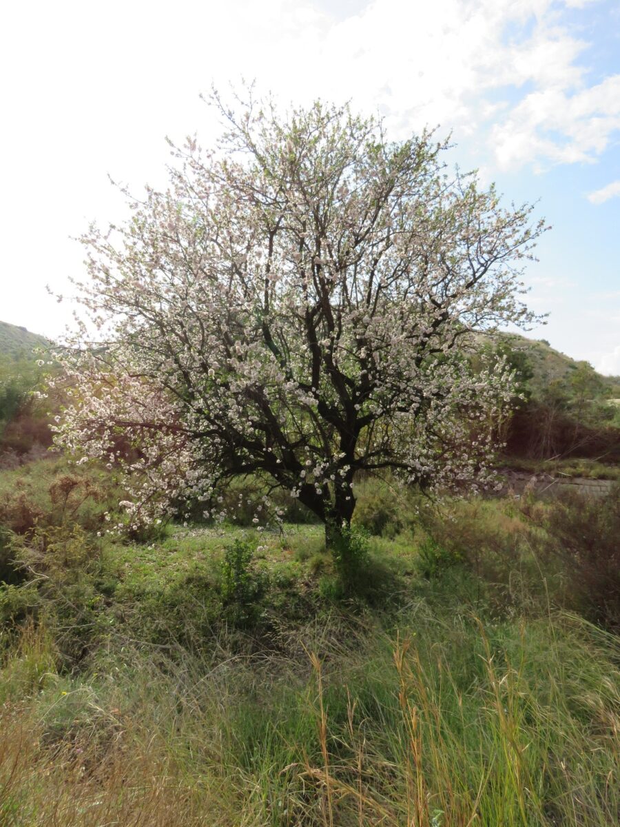 La floración del almendro en el Pantano de Elche – Pantano de Elche